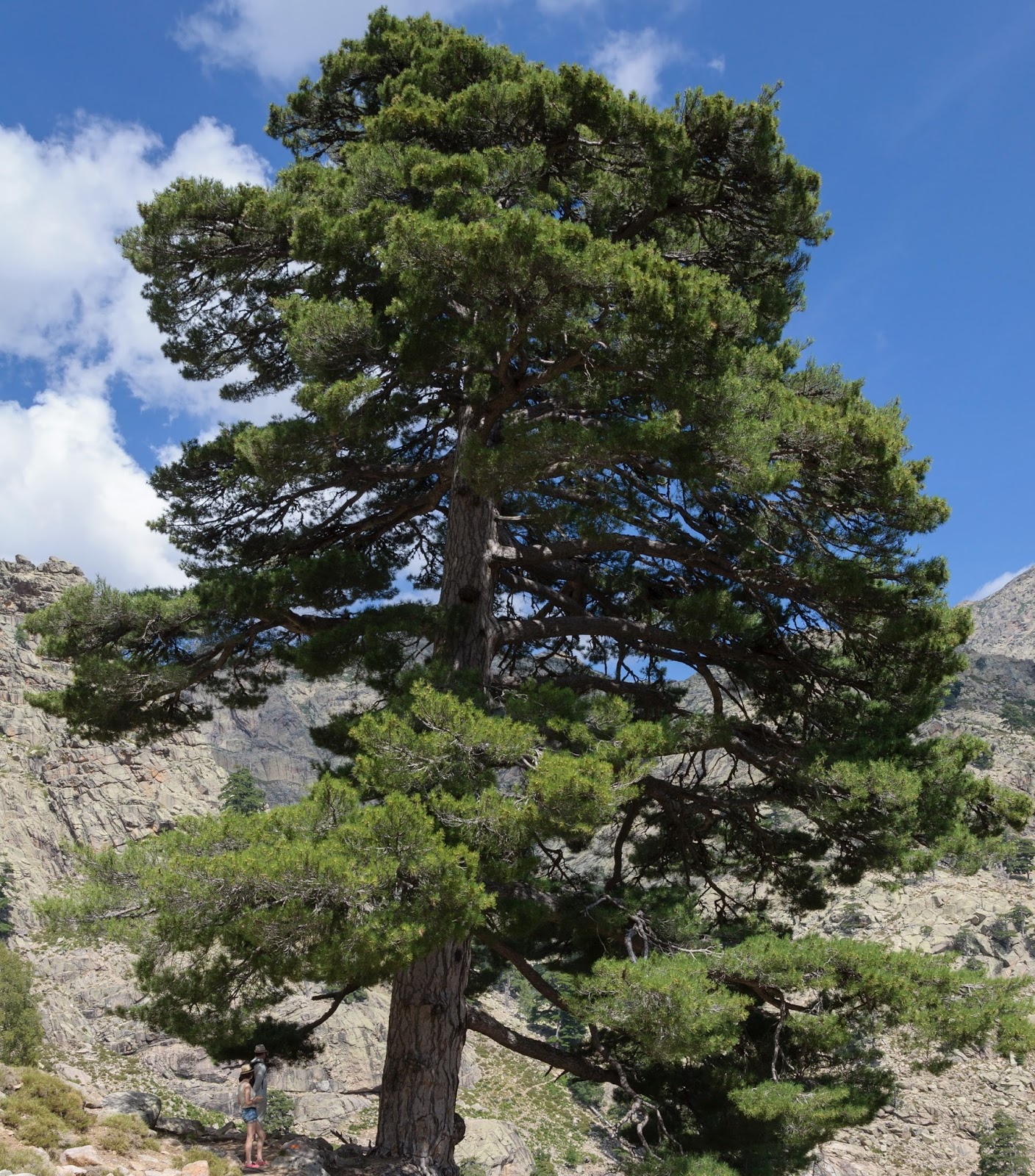 Trees Planet: Pinus nigra maritima – Corsican Pine