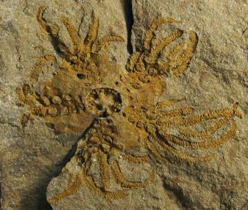 Echinodermata ~ Dunia Hewan