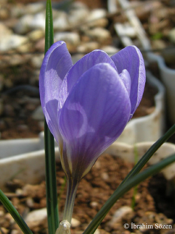 The Country Of Crocuses: Crocus aerius
