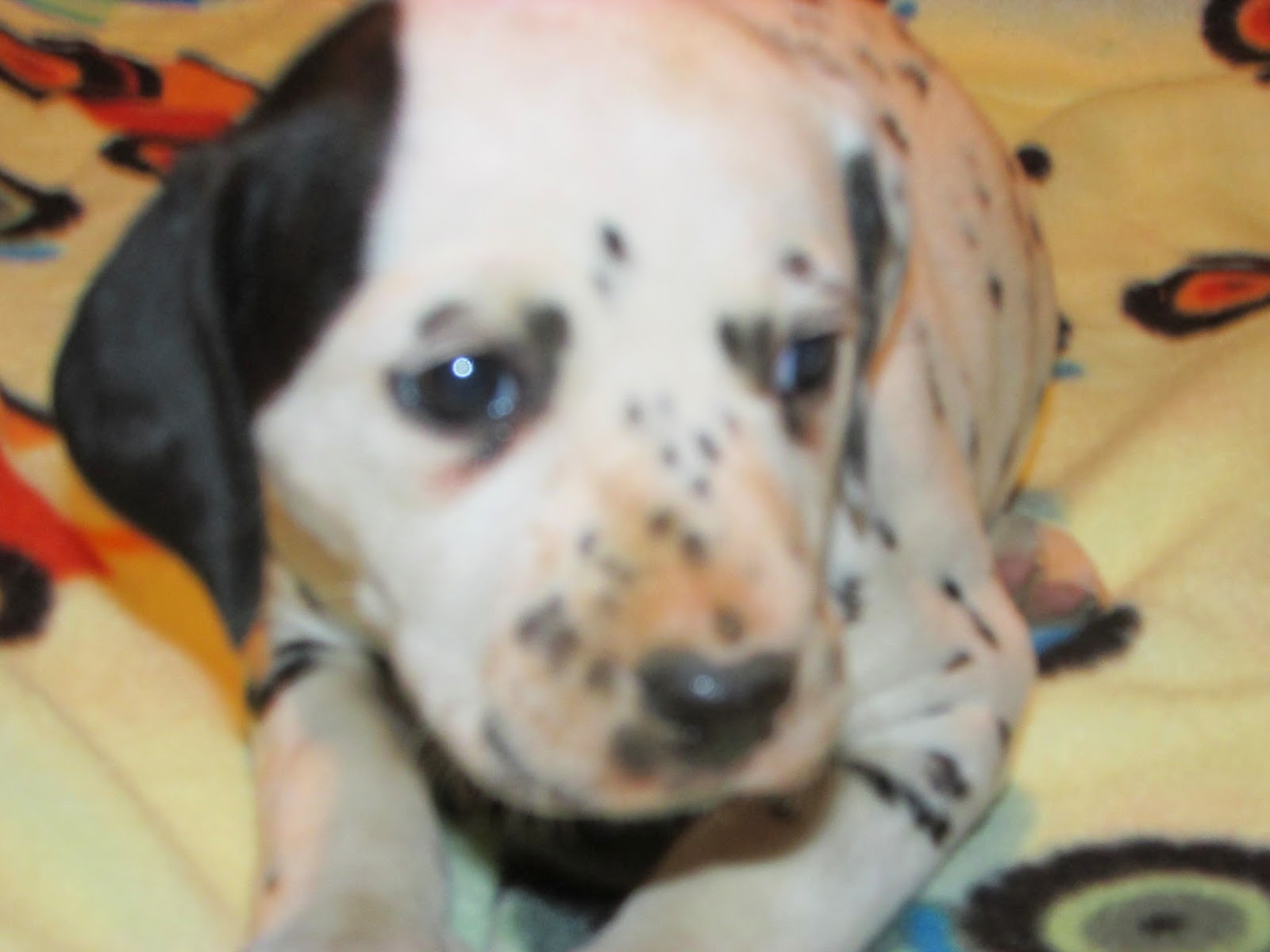 LRG Farm: Goats, Dalmatians, and Pugs.: Dalmatian puppies - Three are ...