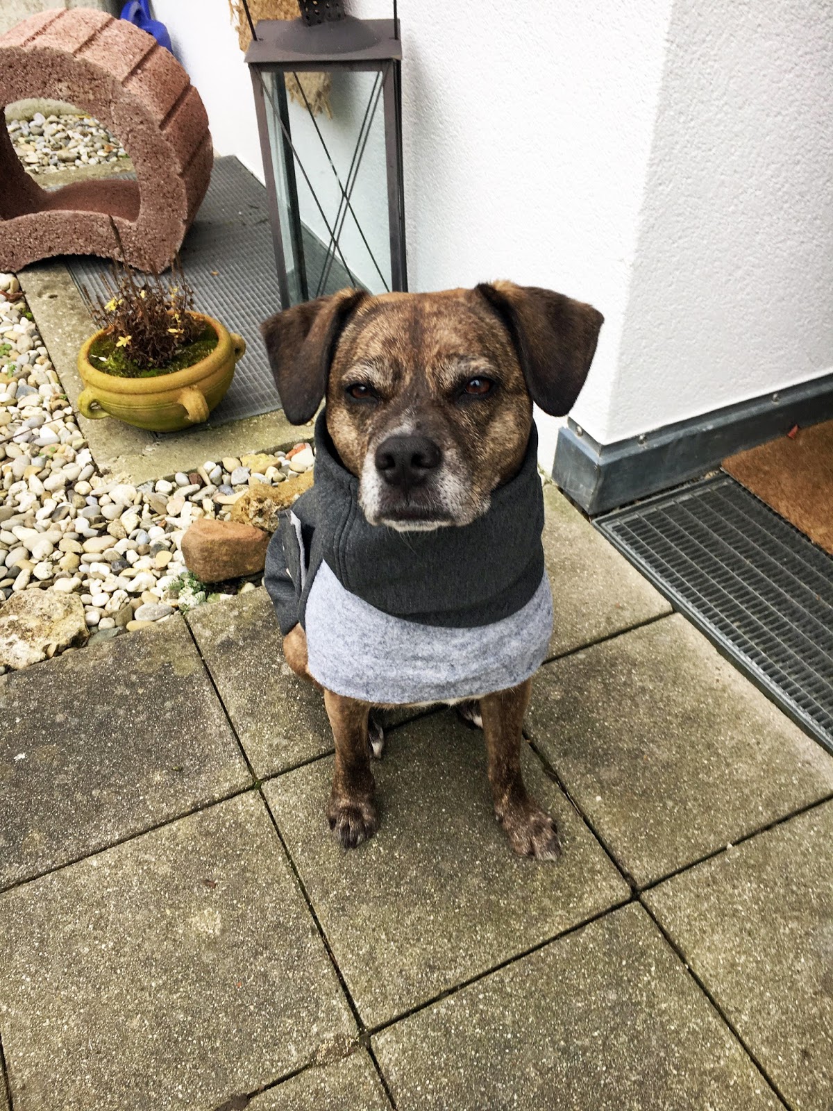 sorglos-dogs: Snoods (Schals für Hunde)