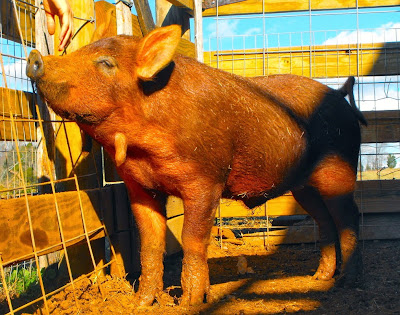 Benito's Wine Reviews: Red Wattle Hog