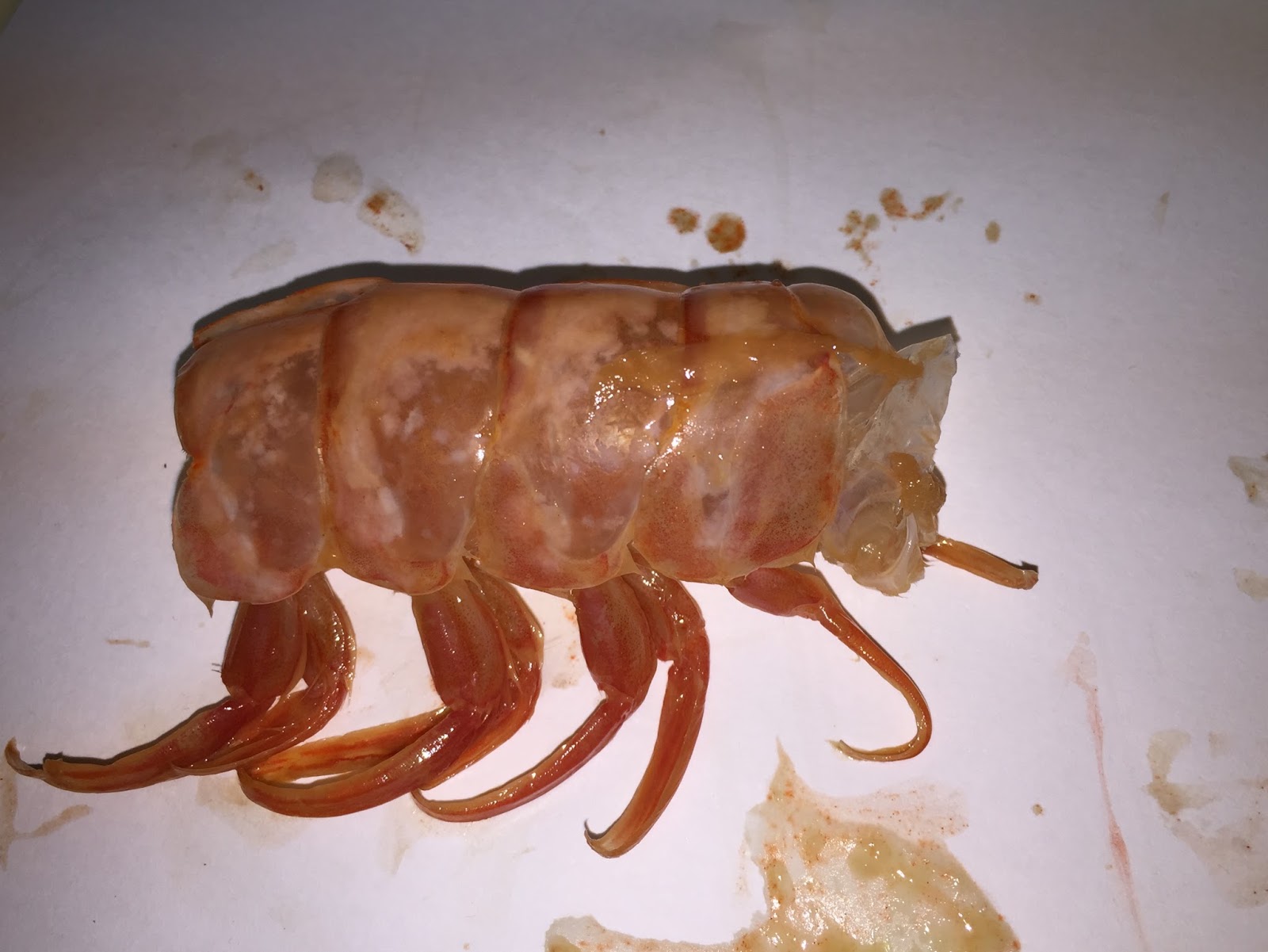 Biología y ANAtomía de 1ºBach: Práctica DISECCIÓN DE UNA GAMBA