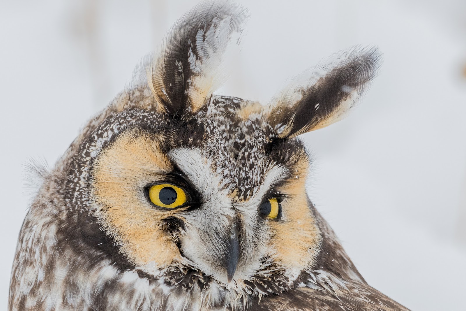 NeoVista Birds and Wildlife: Rescuing a Long-eared Owl