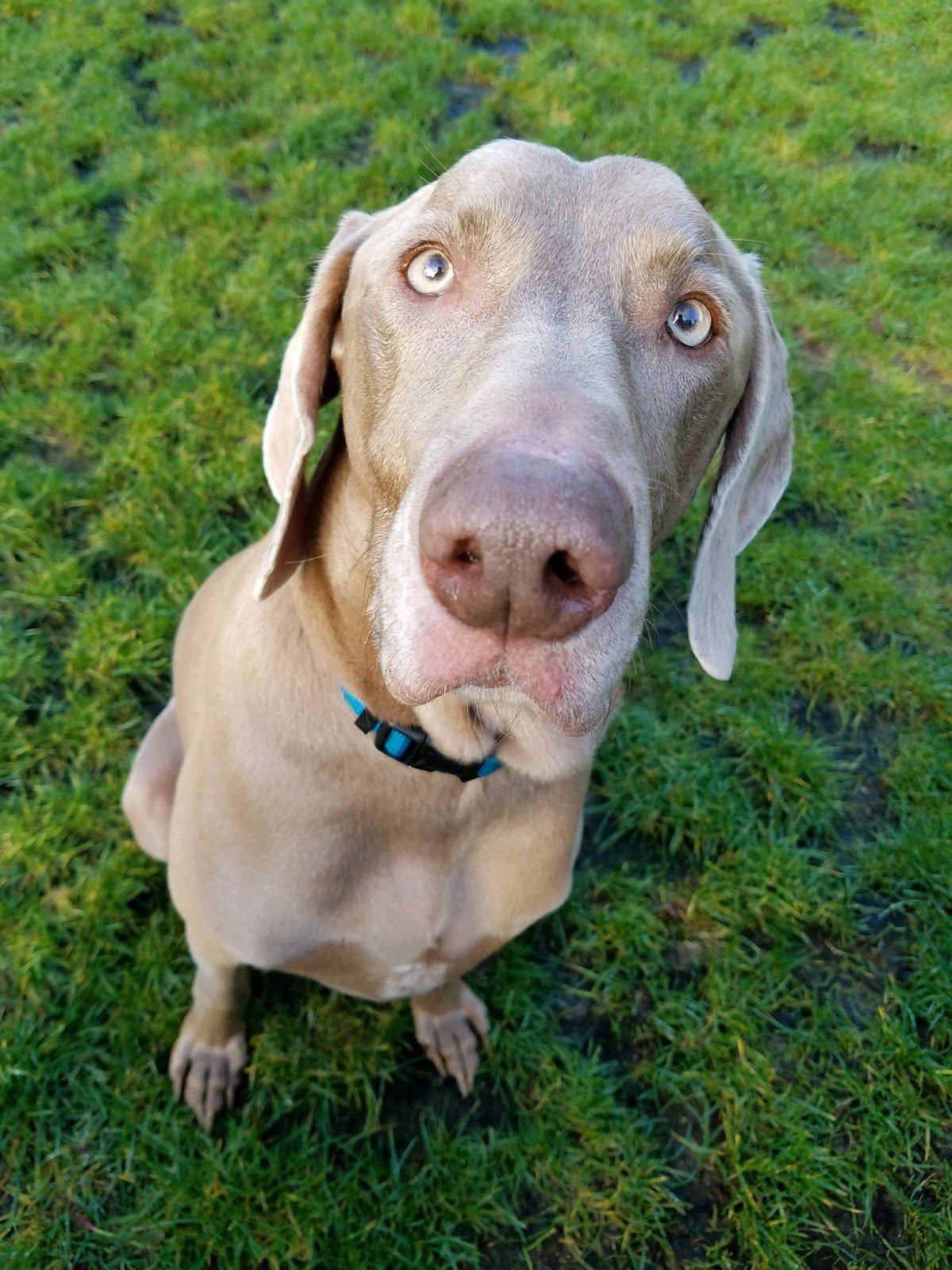 Shelter Dogs of Portland: "TOBY" UPDATE! lovable mature weimaraner ...