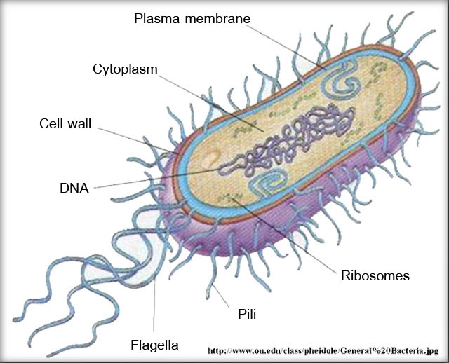 Citología Microbiana: Inicio