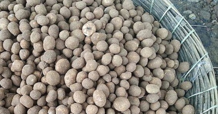 RARE MUSHROOM - RUGDA