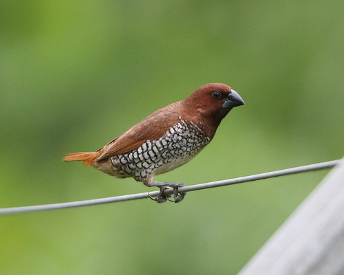 Biology of Animals: Lonchura punctulata (scaly breasted munia)