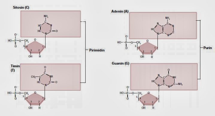 Penjelasan Tentang DNA (Deoxyribonucleic Acid) | Biologi Indonesia