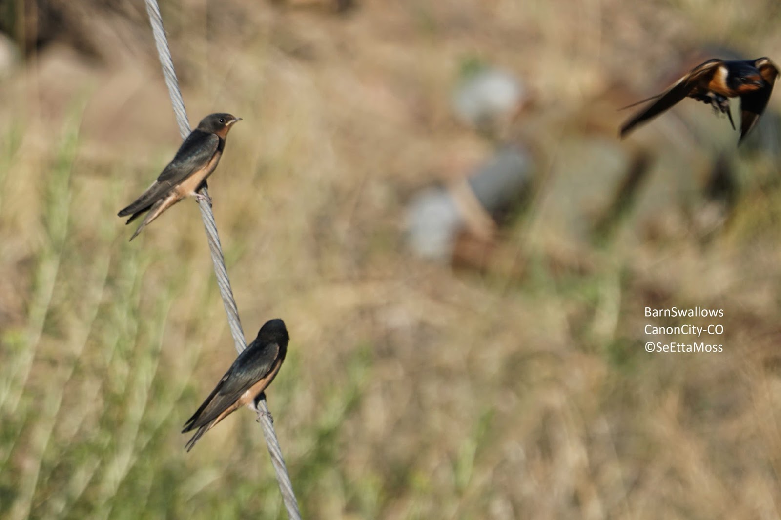 Open wide: Barn Swallow fledgling being fed