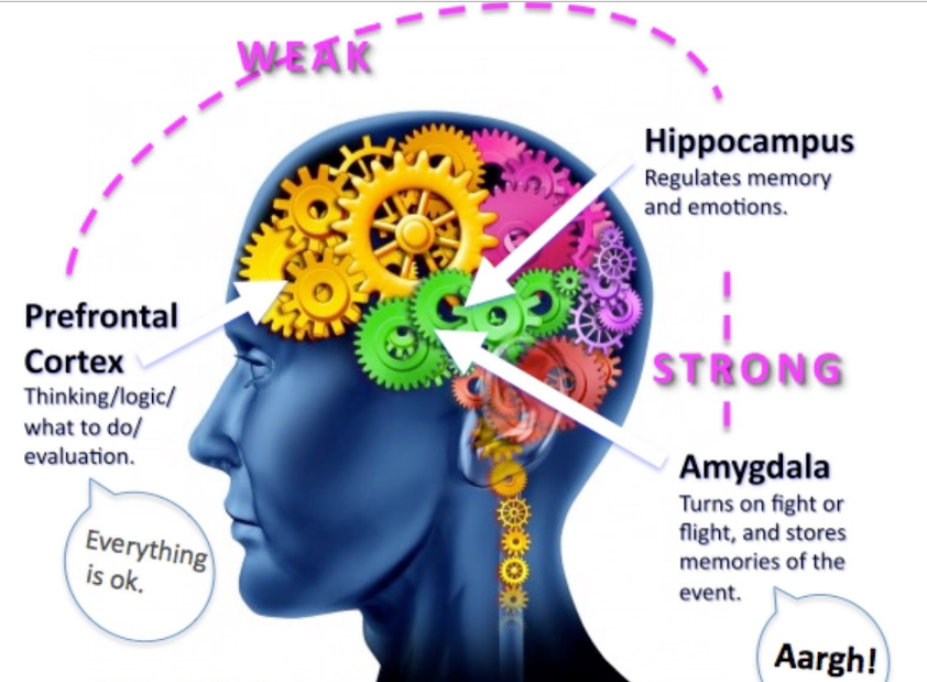 Calming the Anxiety Response Guide