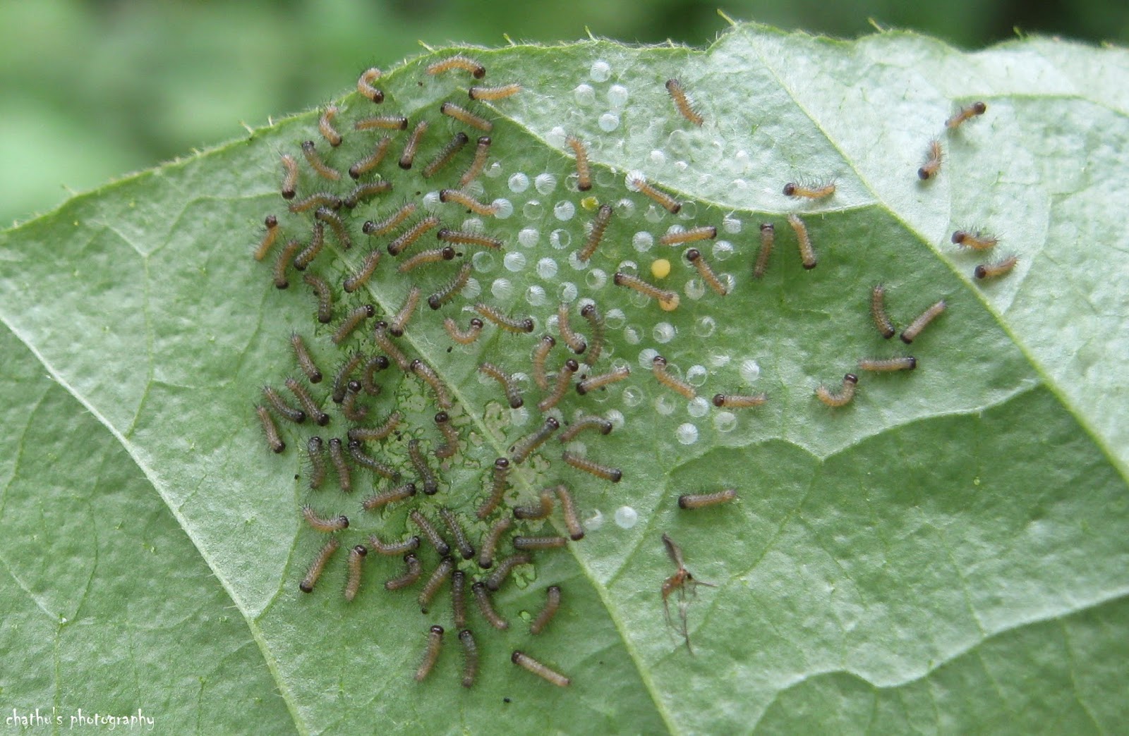 Nature Of Srilanka: Tawny Coster (Acraea violae) - වියෝලා