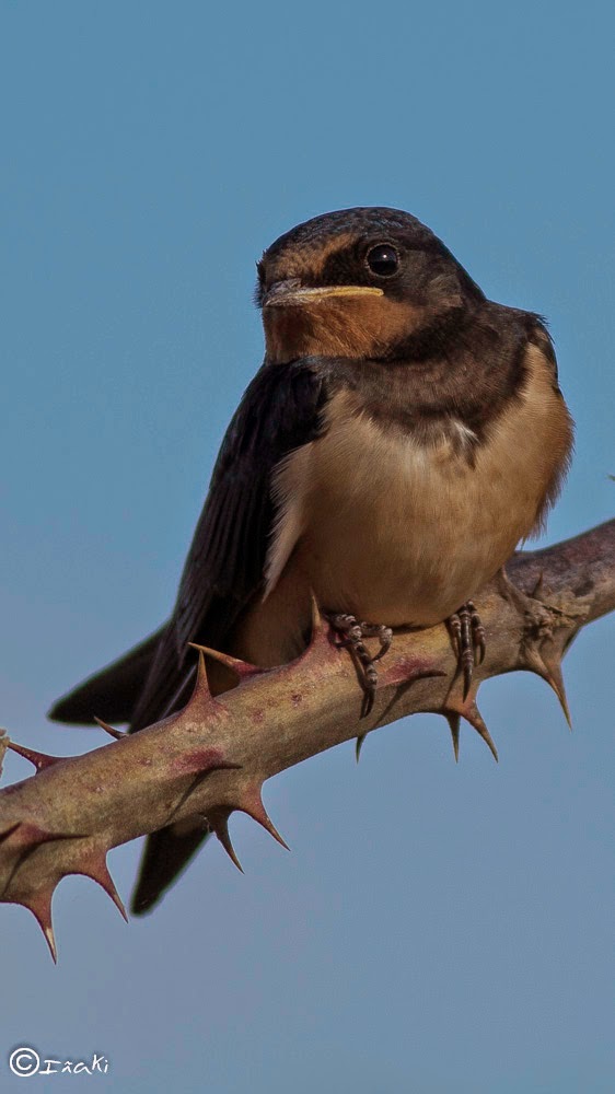 Nosoloaves - Aves del mundo (Birds of the world): Golondrina comun ...