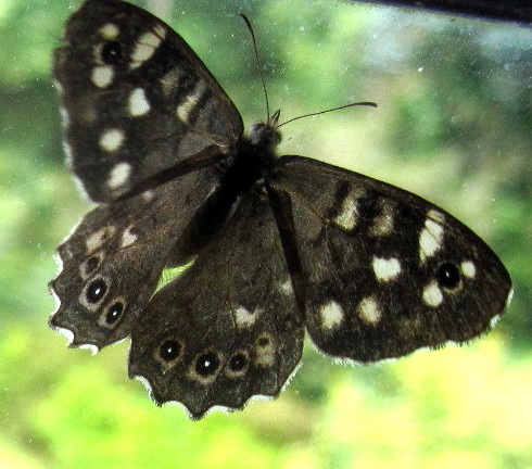 Flutterby Patch: Busy days