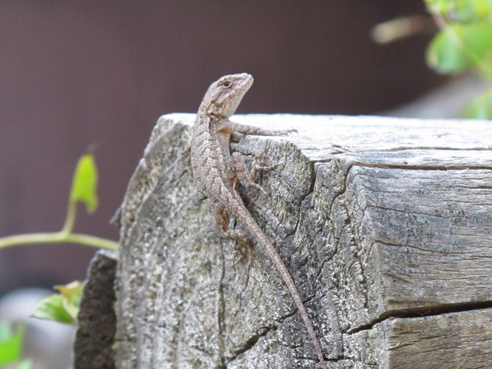 Blue Jay Barrens: Young Fence Lizards