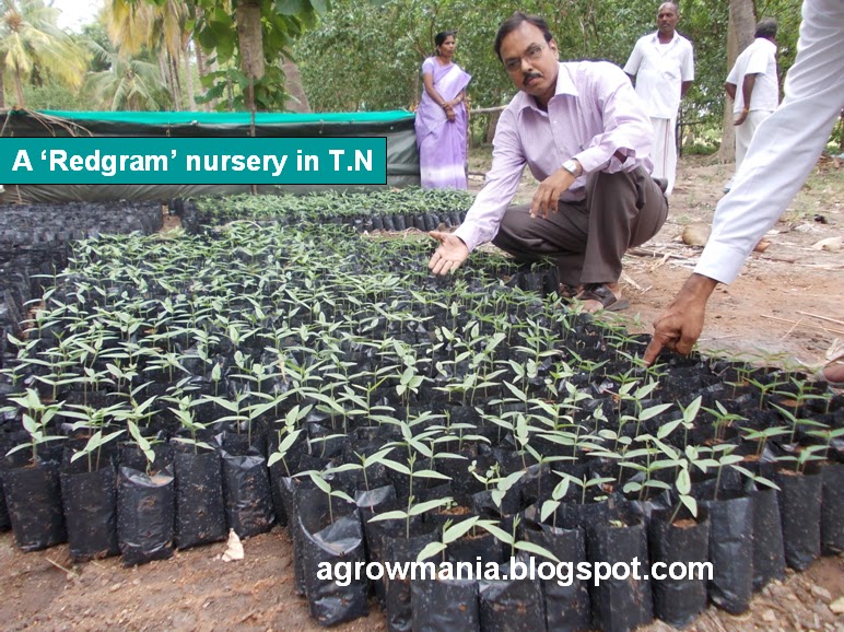 Agroforestry - A blog on Agrihortisilviculture: Second Green Revolution ...