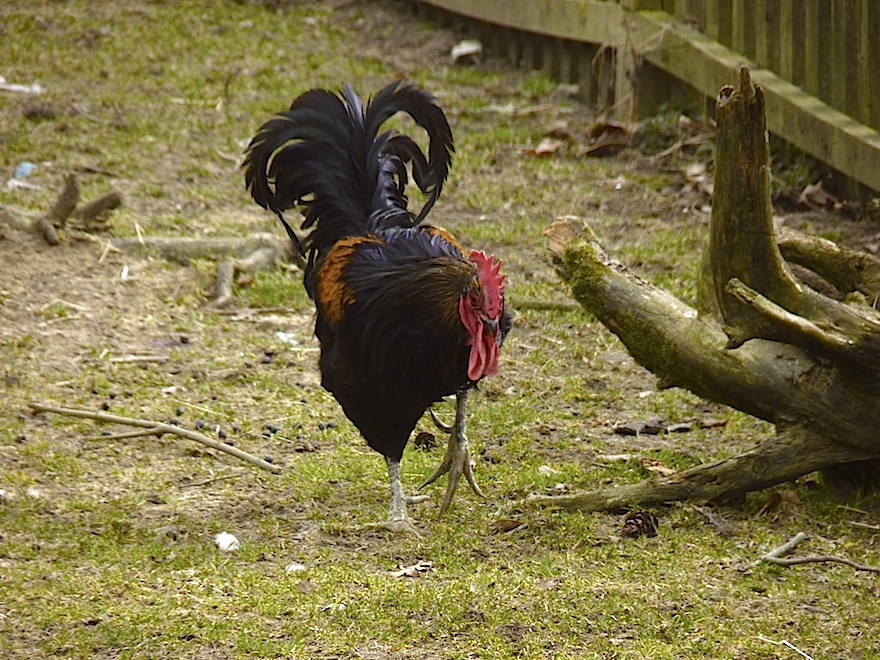 Welt der Fabeln: Der Hahn und die Perle