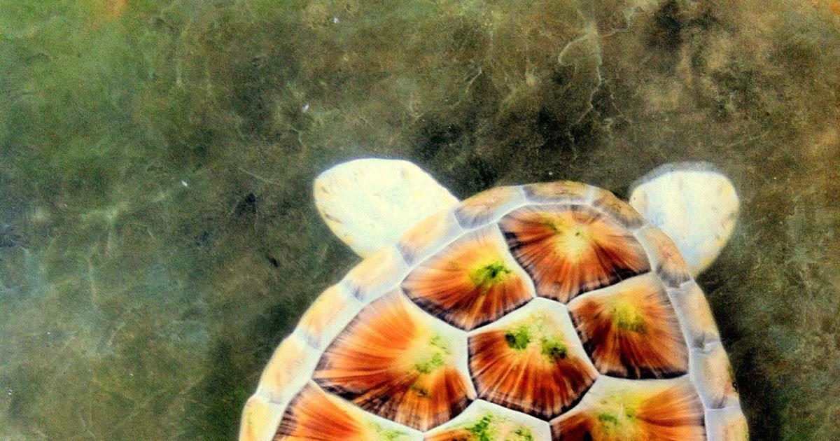 White Wolf : Two rare albino turtles, living in a sanctuary in Sri ...