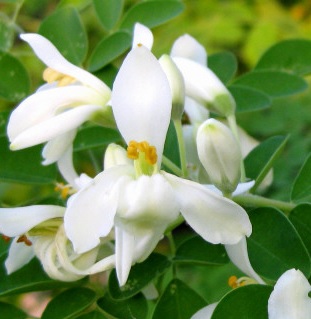 Hamparan Seni: Moringa, Ramungai, Murungai dan Kelor