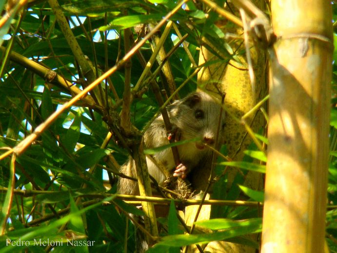 Fauna Brasileira: Rato-coró