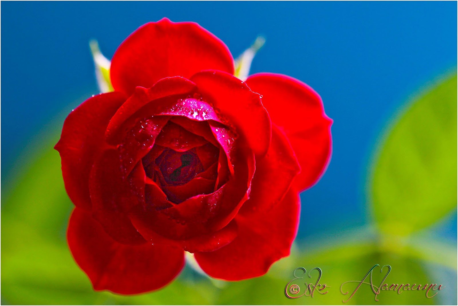 Eko-Kuvia: Ruusut Kesäkuulle...!