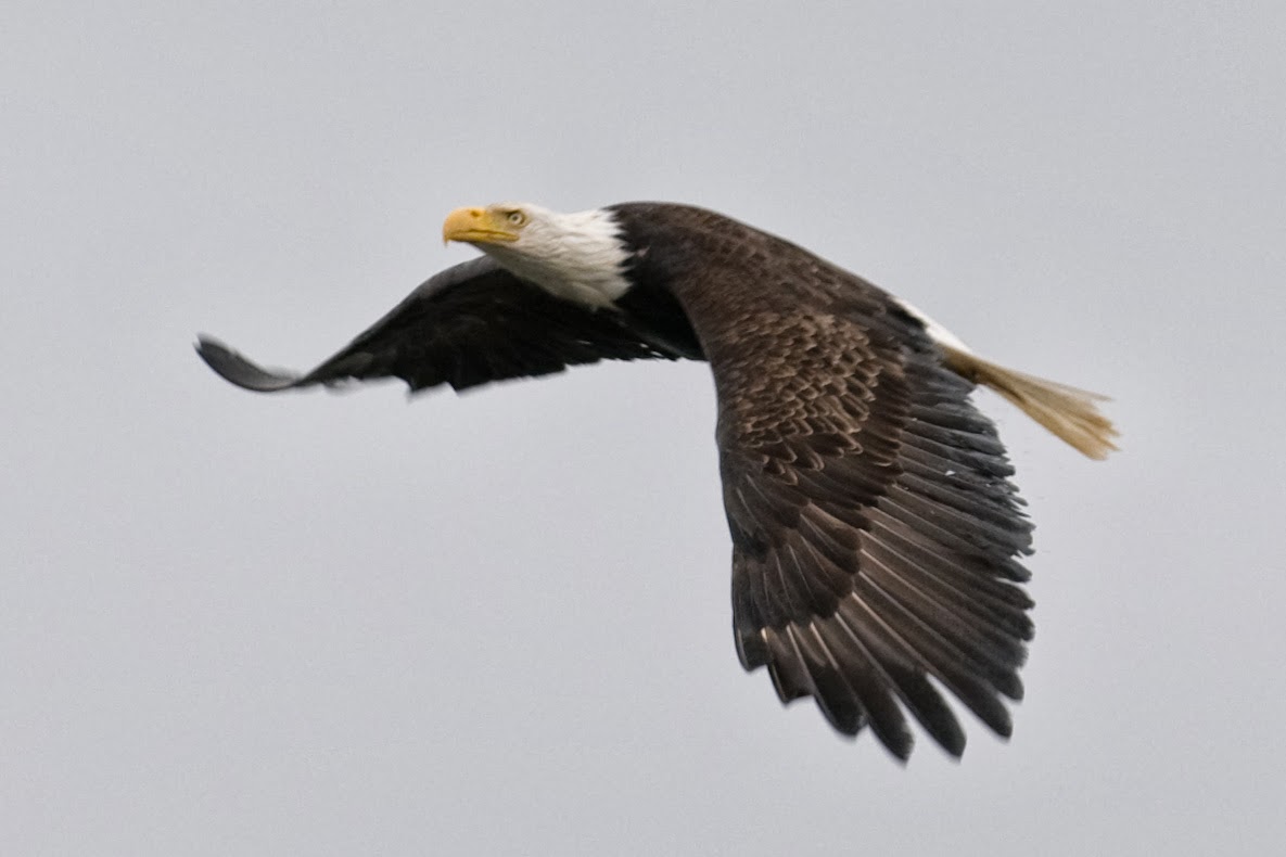 menopausal mumma: Bald Eagle Action Shots by Randal Rodgers