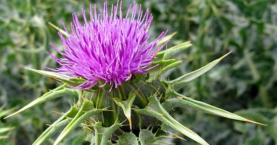 Pablo de la Iglesia: Cardo Mariano, el mejor amigo del hígado