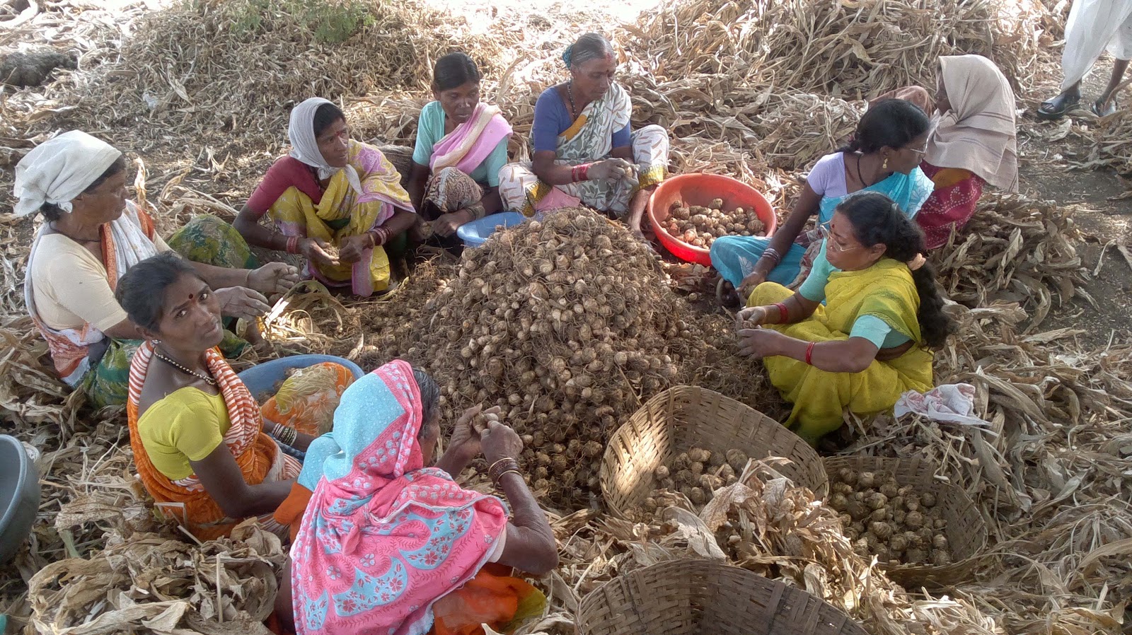 शेती-माती: कुष्ठरोग्यांच्या मातीत अद्रकाची शेती