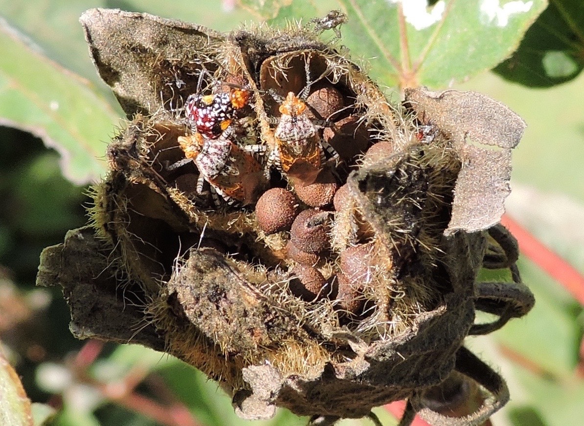Springfield Plateau: Hibiscus Plant Bug