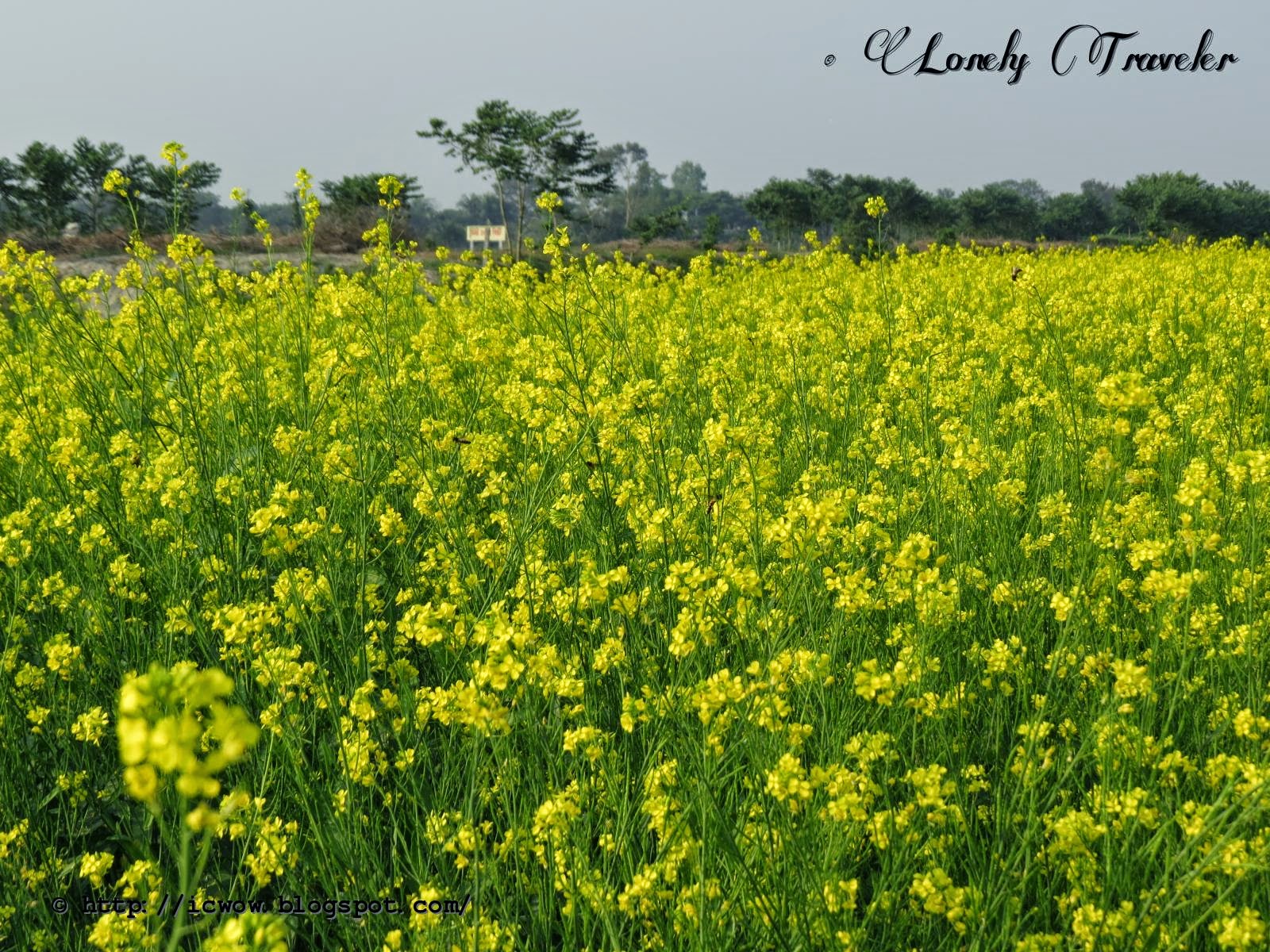 Mustard Flower (সরিষা ফুল) - Brassica juncea