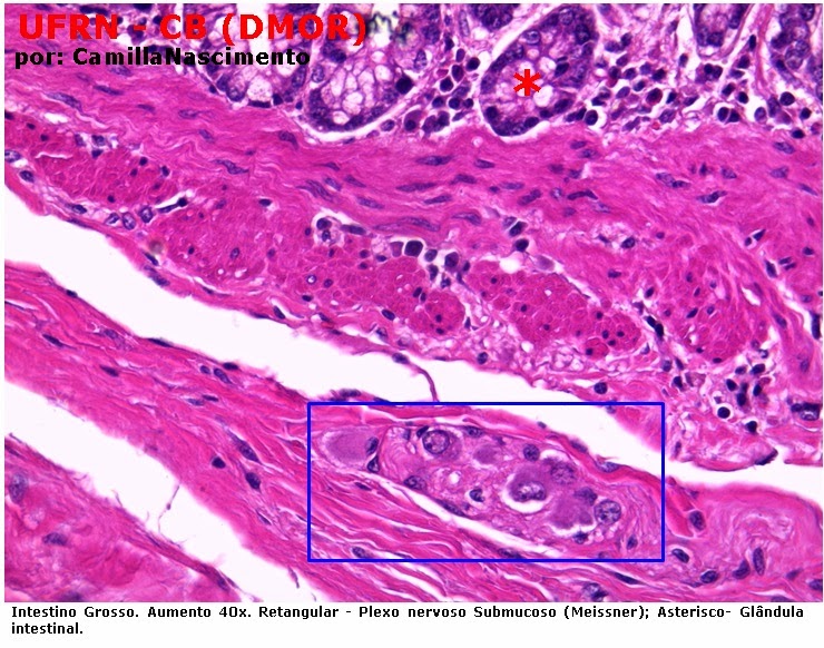 Histologia: Sistema Digestório