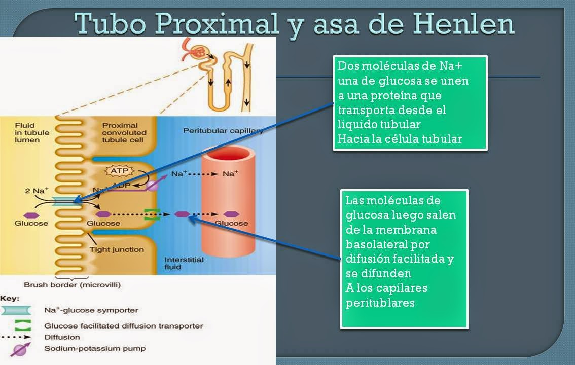 El Blog De Fisiología Medica de Jesus Ramon Sosa Chombo: Tubulo ...