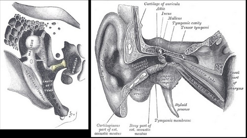 Tympanic Membrane | Health and Wellness Blog