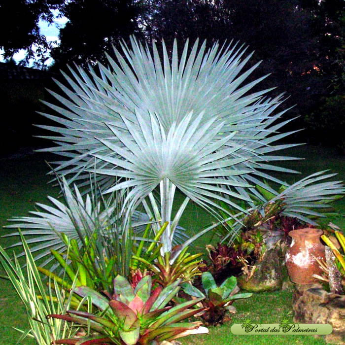 Plantas Ornamentais: Palmeira Azul/ Bismarckia Nobilis