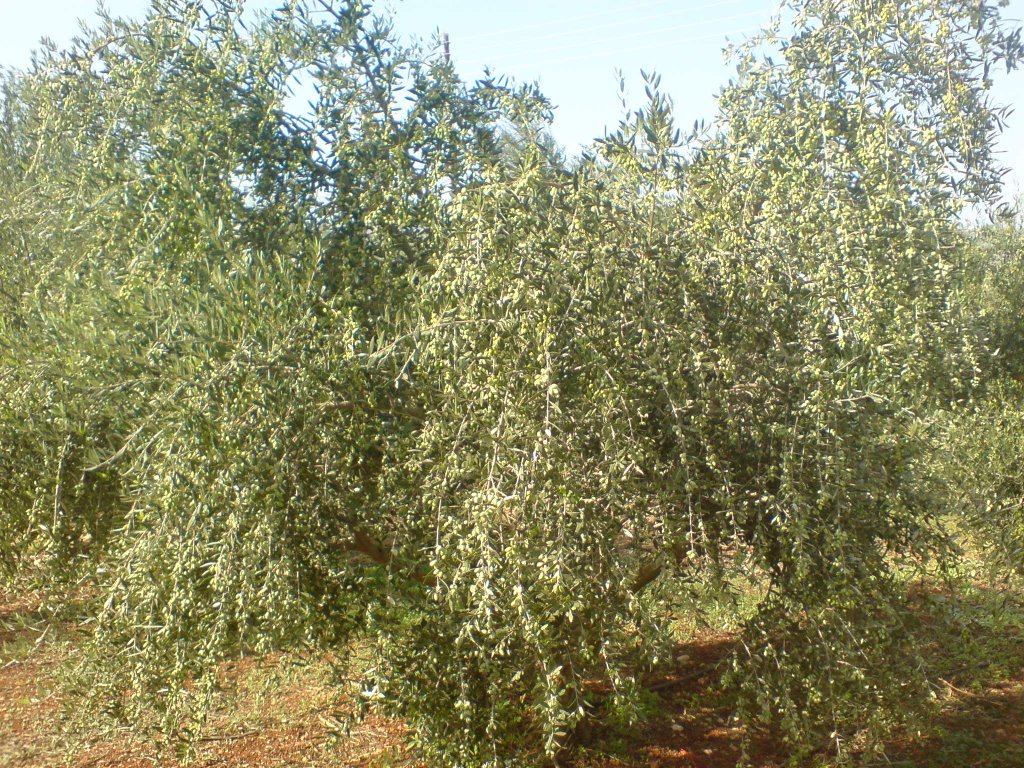 ROMIANEWS: Ποικιλία ελιάς Κορωνέικη: Πλεονεκτήματα και μειονεκτήματα ...