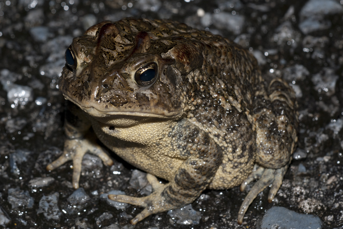 Yorkshire Field Herping and Wildlife Photography: May 2012