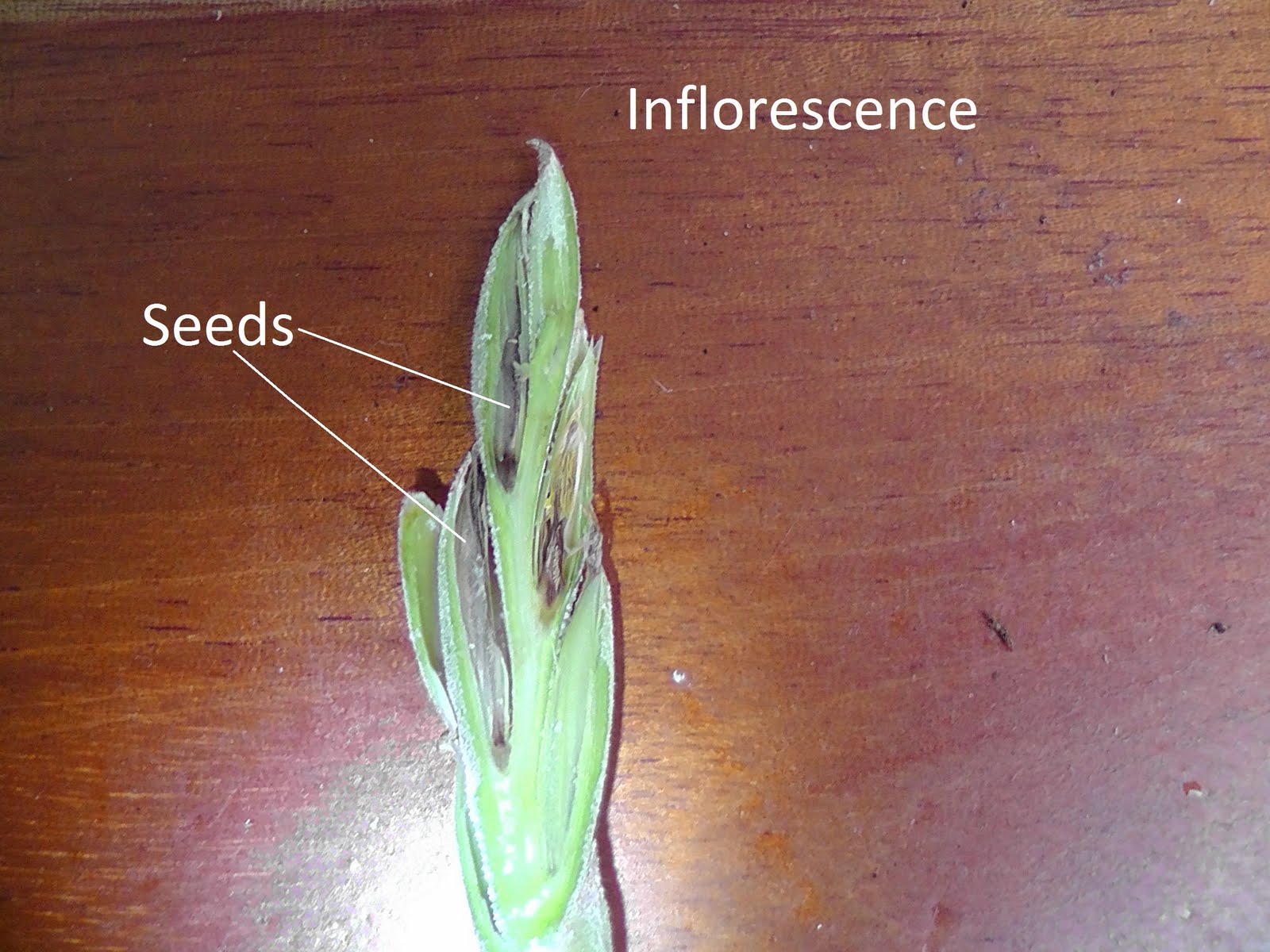 Bromeliads of Belize: Bromeliad Structure