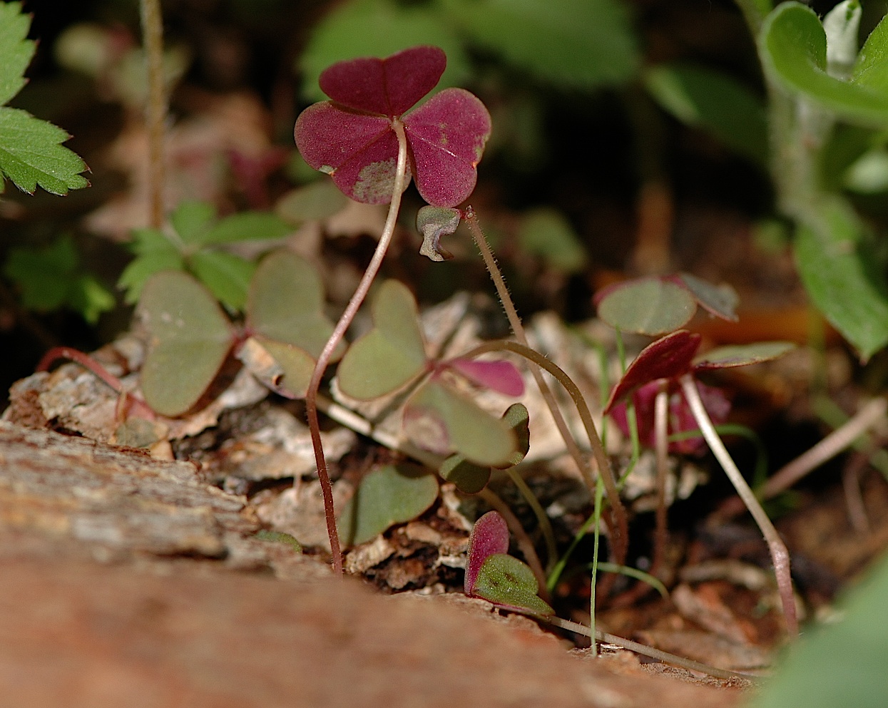Field Biology in Southeastern Ohio: Searching for the elusive Lance ...