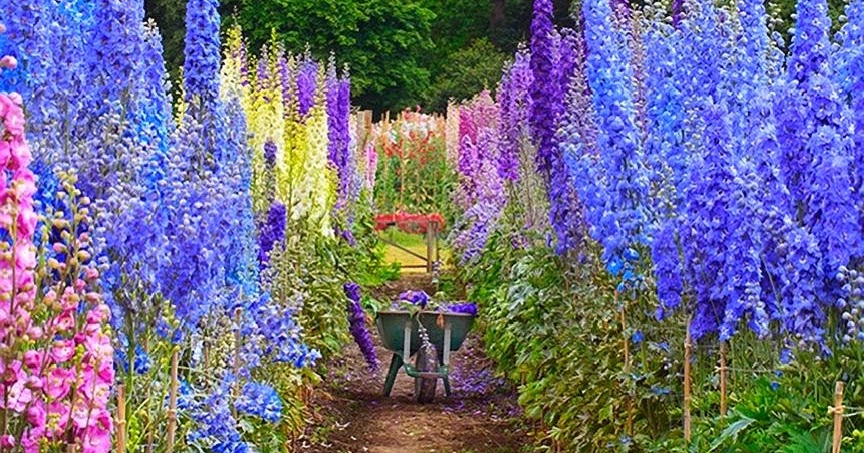 HOW TO GROW DELPHINIUMS FROM SEED |The Garden of Eaden