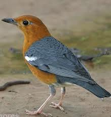 Kicau Mania Indonesia: Burung Anis Merah (Punglor Merah)