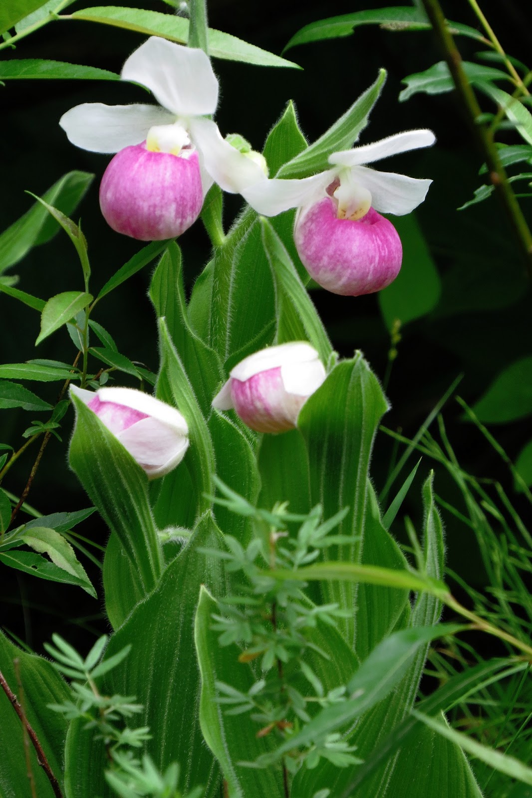 Around the Bend: Ohio Orchids 2: The Showy Lady's Slipper