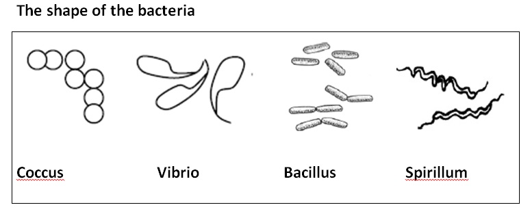 All About Science Cikgu Diana: Chapter 1 : Microorganism and Their ...