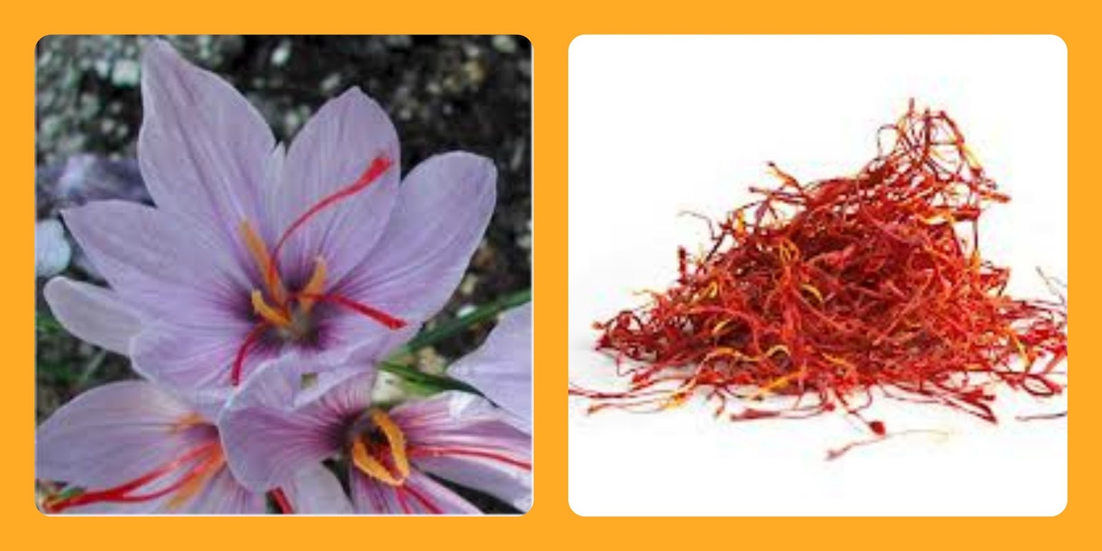 USHA'S KITCHEN: Saffron the dried stigma