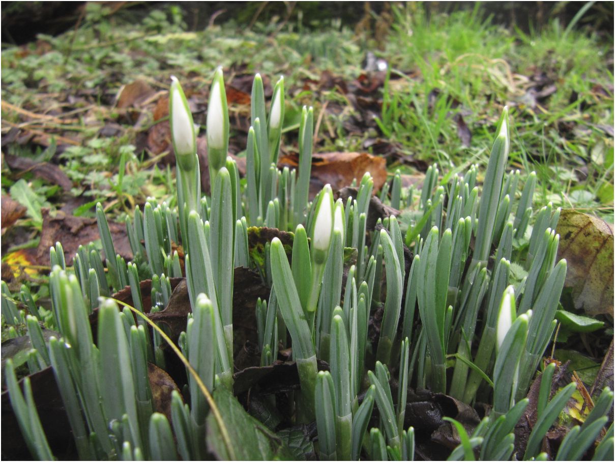 Islay Natural History Trust: Snowdrops are coming