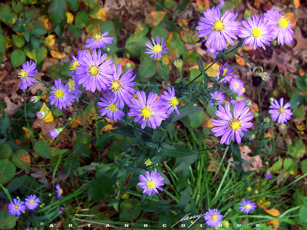casey/artandcolour: So That's What They Are—Autumn Asters