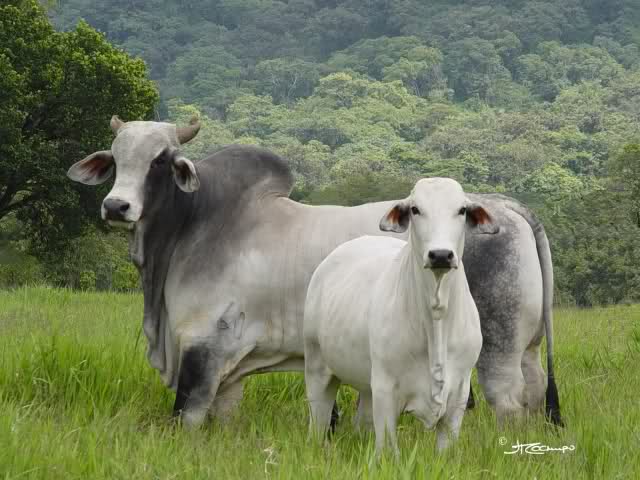 TOROS CEBU - Imagui