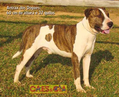 Blog Interessante: Dogue brasileiro - Brazilian dogo - Brazilian dogge