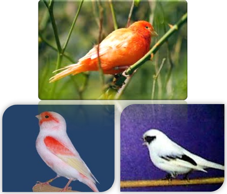 47+ Jenis Burung Kenari