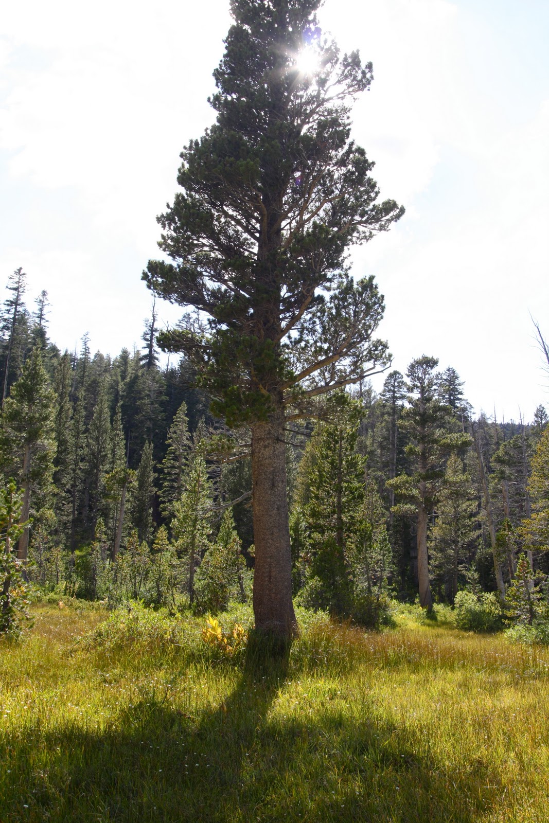 The Land Community: Lodgepole Pine (Pinus Contorta)