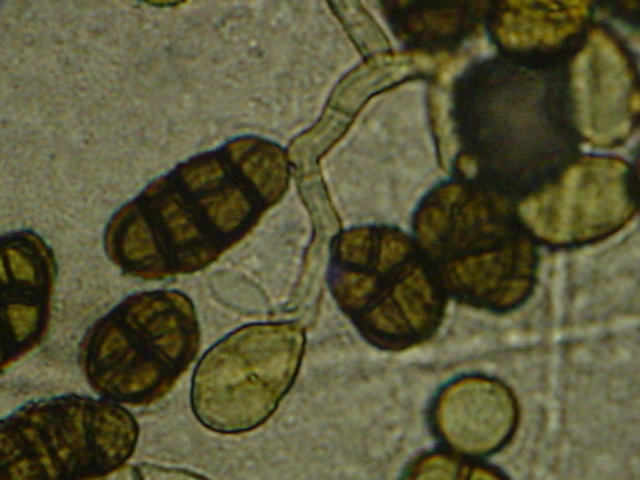 Sustainable Mycology: Ulocladium spp.